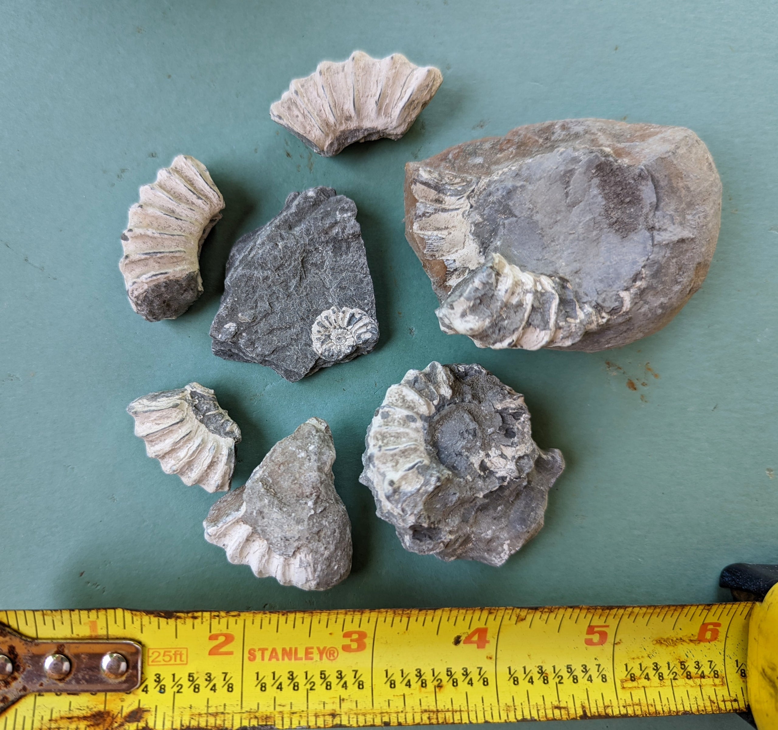 Raw ammonite fossils | Sager Mosaics